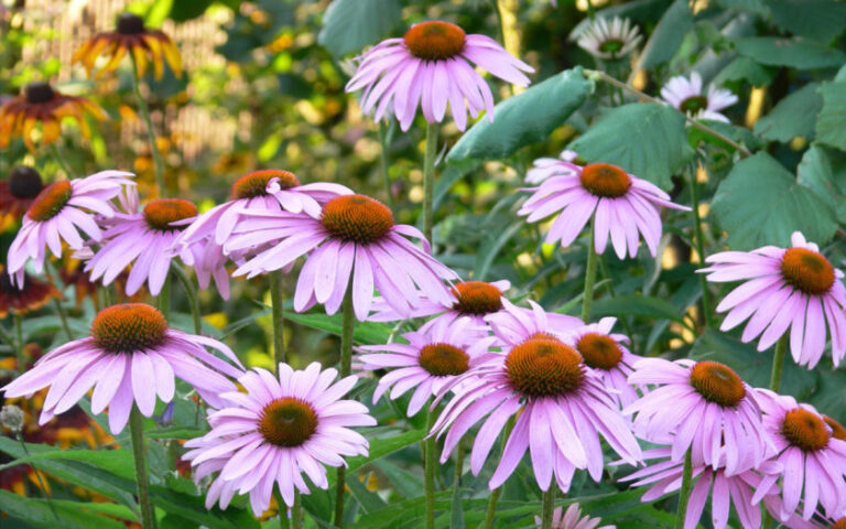 Echinacea – Overview and Benefits - Pyewackets 42